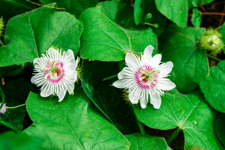 Passionflower: a natural solution for stress and insomnia?