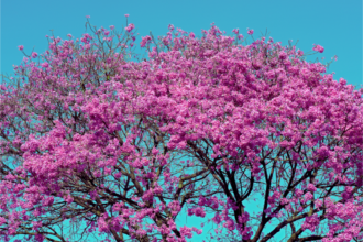 Lapacho: ¿qué beneficios tiene para la inmunidad y la salud?