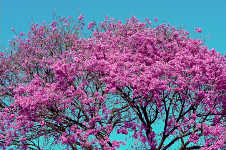 Lapacho: what are the benefits for your immunity and health?