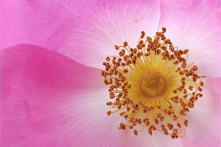 Wild Rose: what is this Bach flower used for?