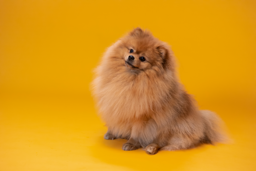 How To Prevent Heart Failure In Dogs how-to-prevent-heart-failure-in-dogs
