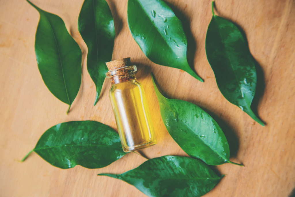 Árbol del té: ¿cuáles son los beneficios ocultos de este aceite esencial?