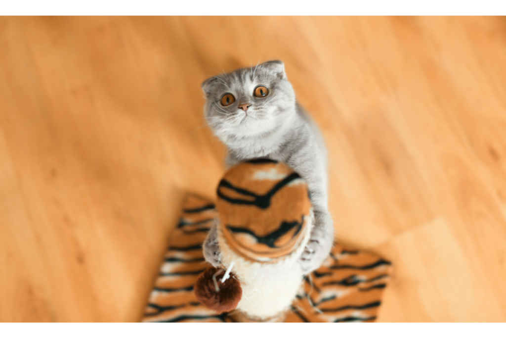 Griffes de chat : peuvent-elles vraiment vous rendre malade