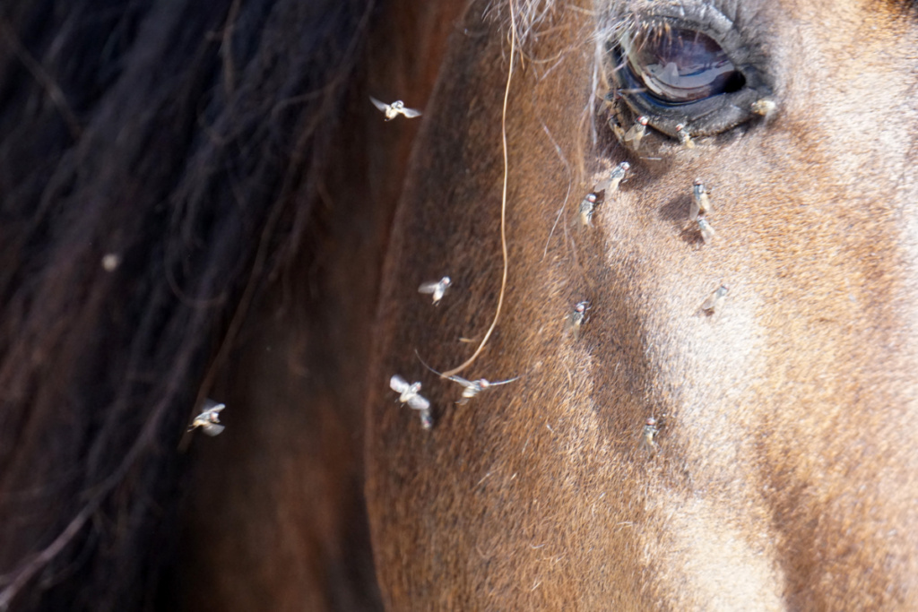 Dermite estivale : comment protéger durablement votre cheval