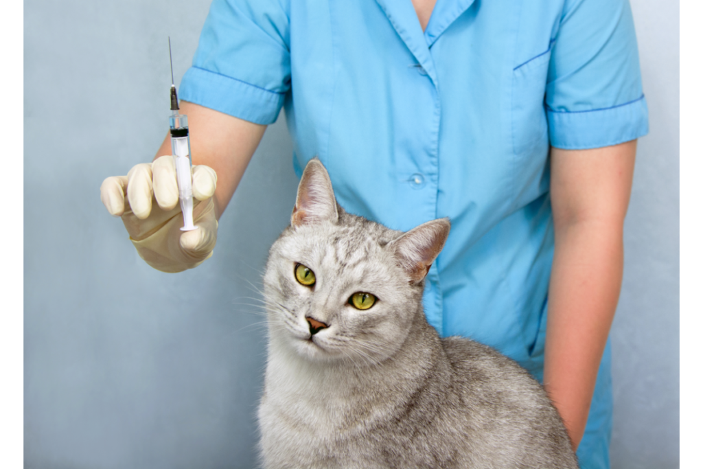 Comment gérer le diabète chez le chat efficacement