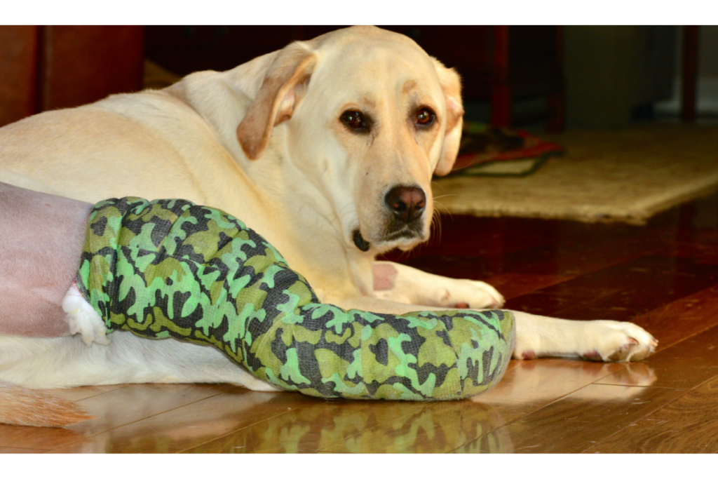 Rotura del ligamento cruzado: ¿cómo ayudar a su perro?