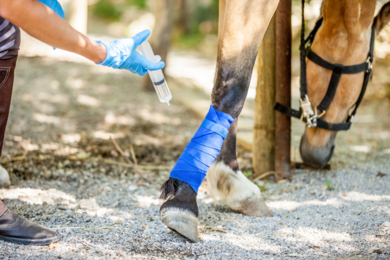 Lymfangitis bij paarden: hoe om te gaan met ontsteking?
