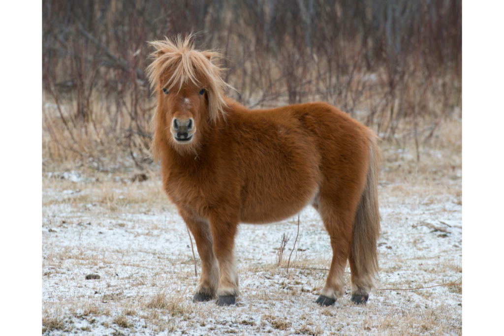 Horse care: the complete guide for optimal health and well-being