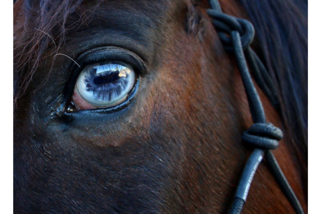 Uvéite du cheval : comment éviter la cécité