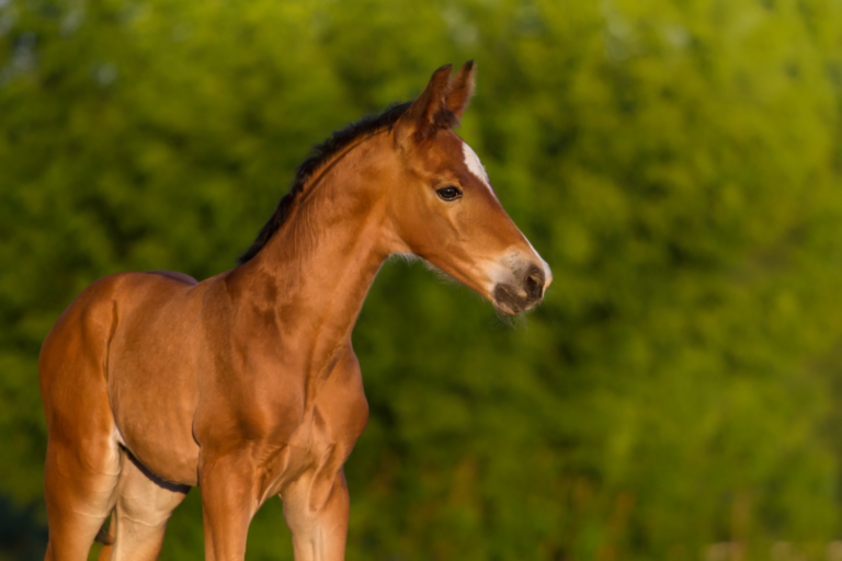 Poulain : tout savoir sur le jeune cheval et ses besoins